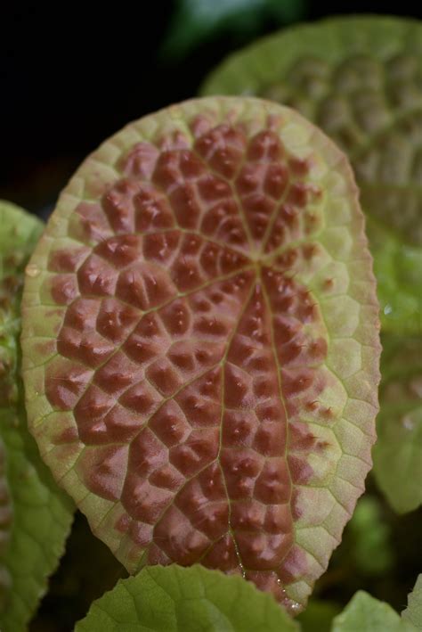 Begonia Sect Symbegonia Fulvo Villosa In Search Of Small Things