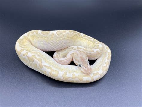Pastel Bamboo Hidden Gene Woma 100 Het Clown Ball Python By Radiant