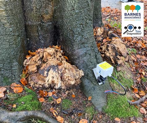 Tree Diagnostics Home