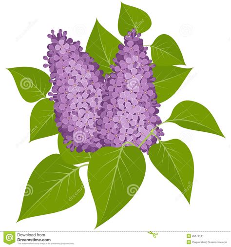 Lilac Leaf Clipart 20 Free Cliparts Download Images On Clipground 2024