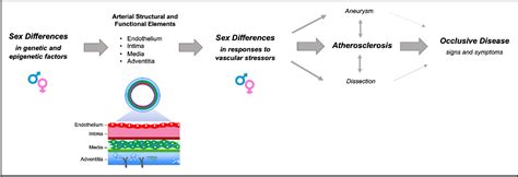 Figure 1 From Sex Differences In Peripheral Artery Disease Semantic Scholar