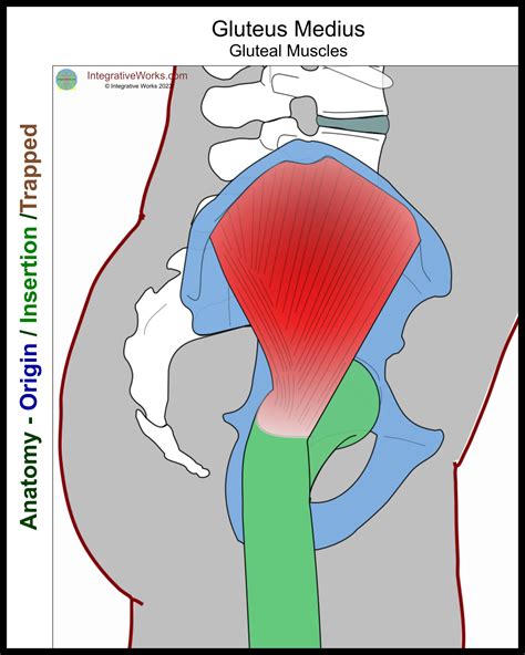 Gluteus Medius Functional Anatomy Integrative Works