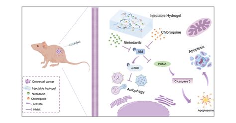 Injectable Hydrogel Delivery System With Nintedanib And Chloroquine Triggers Apoptosis And