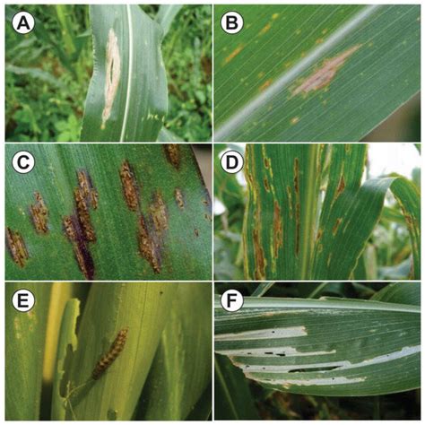 Enhancing Corn Pest And Disease Recognition Through Deep Learning A