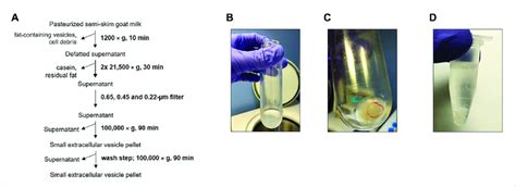 Six Fold Differential Ultracentrifugation And Filtration Physical Download Scientific Diagram