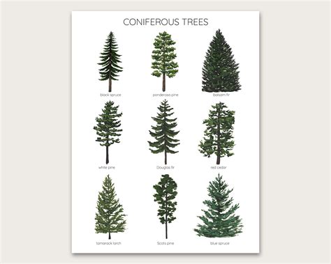 Types Of Coniferous Trees Types Of Coniferous Trees