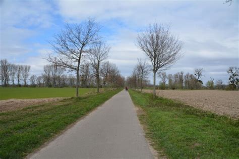 Premium Photo Empty Road Along Bare Trees And Plants