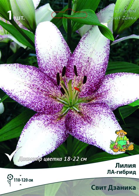 Лилия ЛА-гибрид Свит Дзаника луковица 12/14 ️ купить по цене 50 ₽/шт. в ...