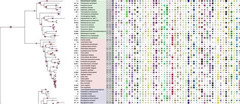 Phylogenetic Tree Of Life High Resolution