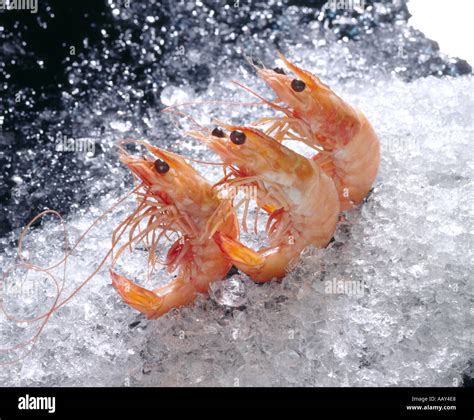 Shrimp Farm Raised Vanameii Type Cooked With Head On Ice Exported From