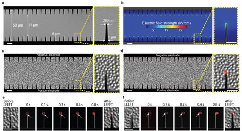 Figure 1 From Operando Investigation Of Locally Enhanced Electric Field Treatment Leeft