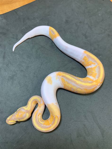 Banana Orange Dream Pied Ball Python By Danner Constrictors Morphmarket Banana Orange Dream Pied Ball Python By Danner Constrictors Morphmarket