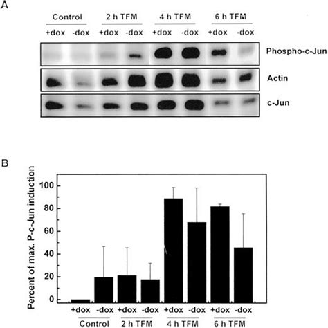 The Cytokine Macrophage Migration Inhibitory Factor Reduces Pro