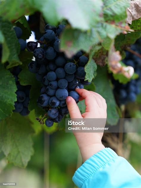 아이의 손은 잘 익은 푸른 붉은 포도 와인 만들기 및 라이프 스타일 개념에서 과일을 찢습니다 가을에 대한 스톡 사진 및 기타 이미지 Istock
