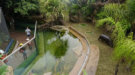 Pygmy Hippopotamus Wallpapers Wallpaper Cave