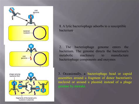 Reproduction In Bacteria Ppt