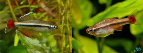 Comment reconnaître le sexe des poissons Fishipedia