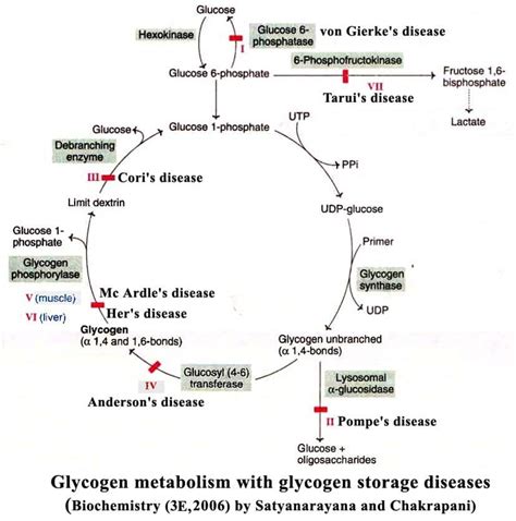 Galactosemia Pathway