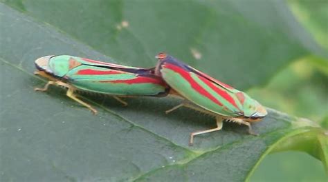 Leafhopper Graphocephala Bugguide Net