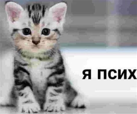 Пикчи для общения Silly Cats Kittens Funny Cat Memes