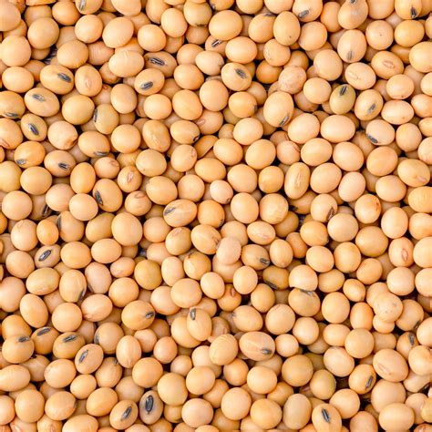 Polyglutamic Acid Joonbyrd