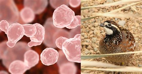 Bird Transmitted Diseases In Humans Causes And Prevention