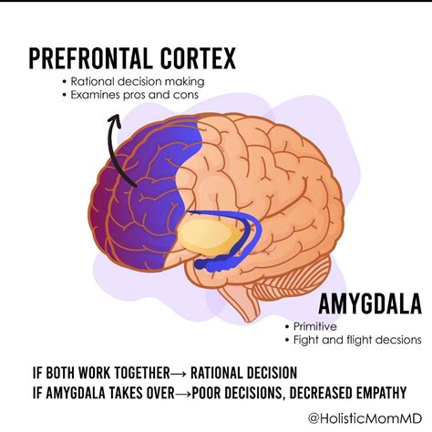 Orbitofrontal Cortex And Amygdala
