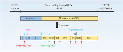 Frontiers The Dual Regulation Of Apoptosis By Flavivirus
