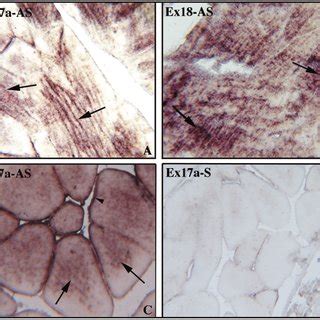 In Situ Hybridization Photomicrographs Illustrating The Distribution Download Scientific