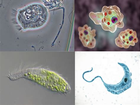 Protozoarios O Protozoos Qué Son Características Y Clasificación