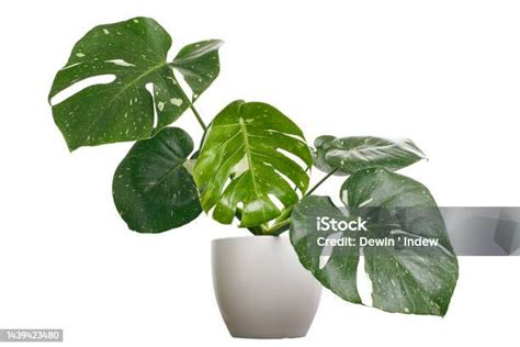 흰색 냄비에 다양한 몬스터 식물 몬스터 태국 별자리 흰색 배경에 고립 클리핑 경로와 대형에 대한 스톡 사진 및 기타 이미지 대형 흰색 배경 식물 Istock