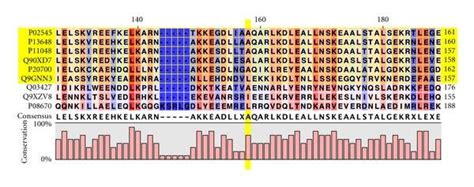 Multiple Sequences Alignment Of Homo Sapiens Lamin A With Orthologs