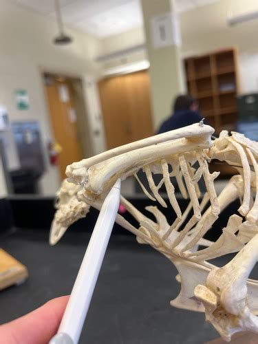 Comparative Anatomy Lab 4 Flashcards Quizlet