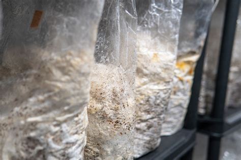 Unlocking Mycelium Potential The Role Of Grain Spawn In Mushroom Cult Cultivate Supply