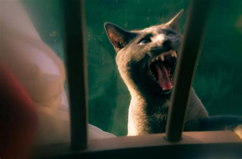 decoding feline language exploring the noises cats make and their meanings