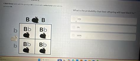 Solved A Black Furred Rabbit With The Genotype Bb Is Crossed With A White Furred Rabbit With
