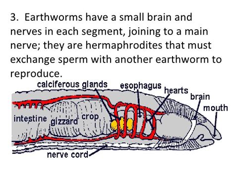 Segmented Worms