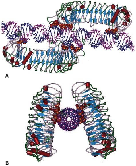 Molecular Model Of The Human Tlr3 Dimer Ecodomain And Its Rintatolimod