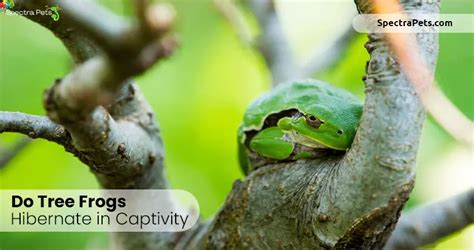 Do Tree Frogs Hibernate