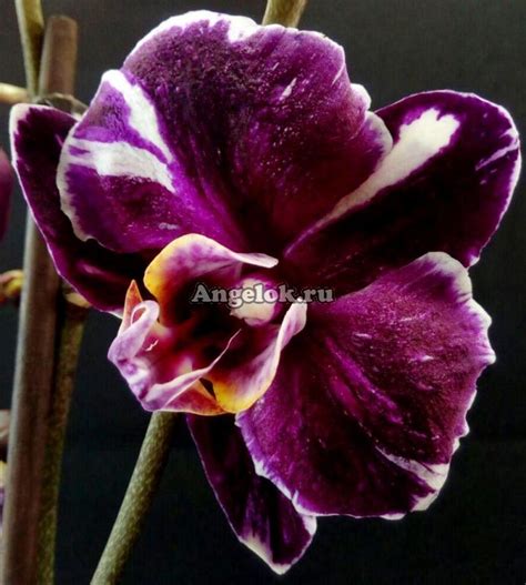 Фаленопсис Каменная роза (Phalaenopsis Stone rose) — купить в интернет ...