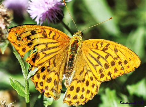 Argynnis paphia | НАСЕКОМЫЕ УРАЛА