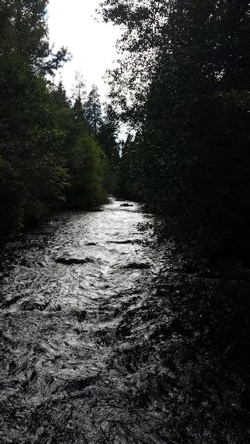 Low Angle View Of Trees Premium Photo