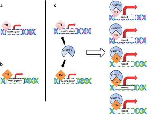 Mutant P53 Partners In Crime Pmc