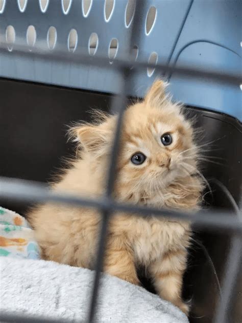 Cutest Kittens Of The Week The Tiniest Fluffiest Criminals