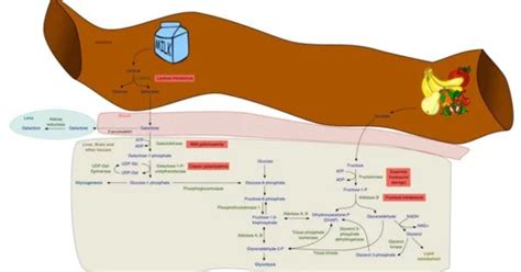 Fructolysis A Metabolic Pathway Assignment Point