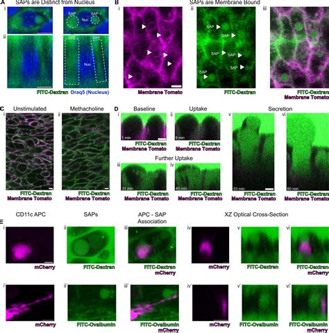 Autofluorescence Imaging Permits Label Free Cell Type Assignment And Reveals The Dynamic