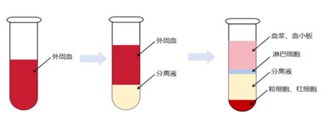 Pbmc分离流程及注意事项 卡梅德生物