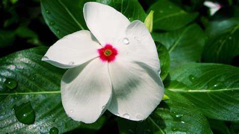 How To Grow And Propagate Vinca Seeds Complete Guide With Methods And Care