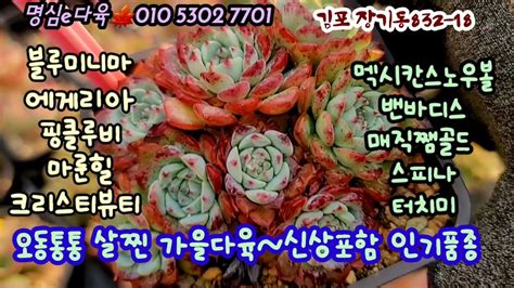 명심e다육에 오동통다육 살찐군생들 에게리아 블루미니마 핑클루비 멕시칸스노우볼 매직쨈골드🍁귀여운묵둥5개만원🍁명심e다육010