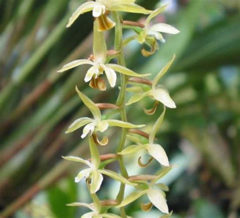 Dendrochilum Abbreviatum — Plant Wholesale Floraccess